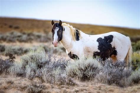 Pinto Mustang Photograph By Dan Wells Fine Art America