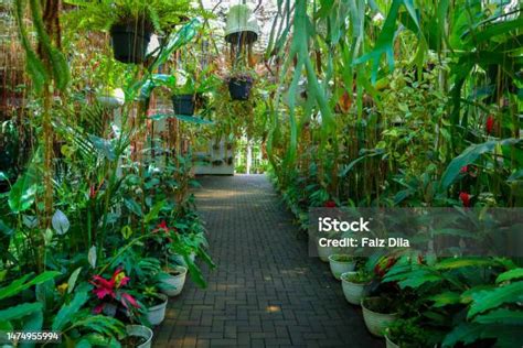 아름다운 정원 화분에 심은 식물과 장식용 잔디가 있는 온실 내부 꽃 식물에 대한 스톡 사진 및 기타 이미지 꽃 식물 녹색