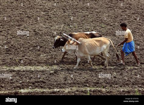 Field Level Meaning Assamese At Ebony Butters Blog