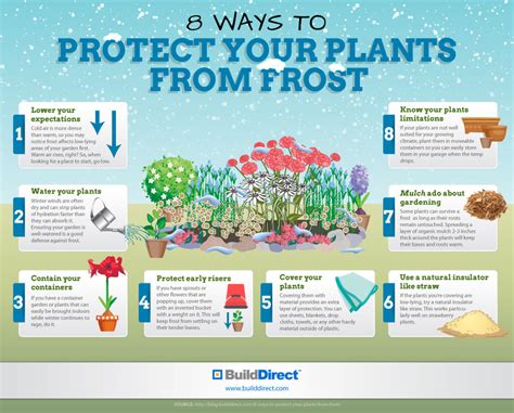 How To Protect Plants From Frost With Newspaper At Julius Scudder Blog