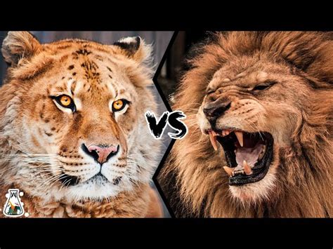 Liger Vs Tiger Size The Fascinating World Of Ti Ligers Unveiling The
