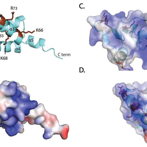 Sequence And Structural Alignment Of M Mulv Mmlv A Structure Based Download Scientific