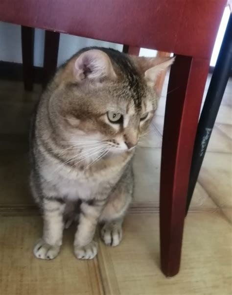 Arlys Sos Felinos Madrid