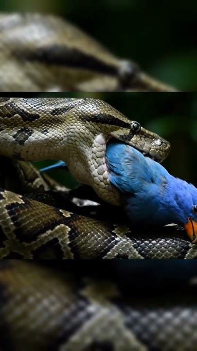 Python Eating A Blue Bird Birds Snake Animals Youtube