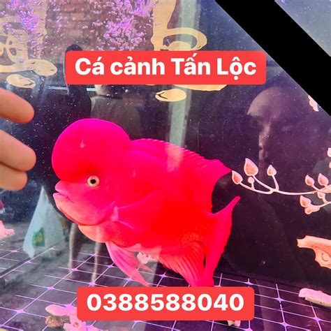 Cá Cảnh Tấn Lộc 225 Ngô Quyền Long Hải Ht Tn Tây Ninh
