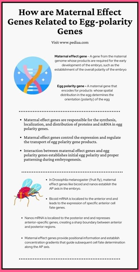 How Are Maternal Effect Genes Related To Egg Polarity Genes Pediaa Com