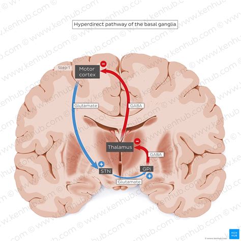 Basal Ganglia Direct And Indirect Pathways Kenhub