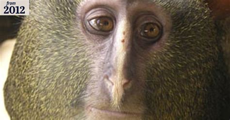 Scientists Discover New Monkey Species In Congo