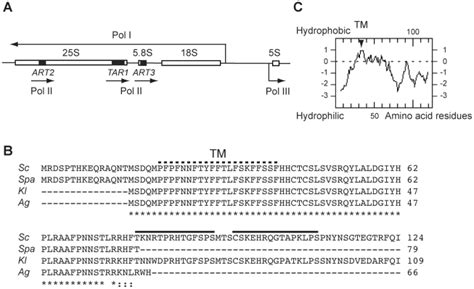 A Diagram Of One S Cerevisiae Rdna Repeat Unit Showing The
