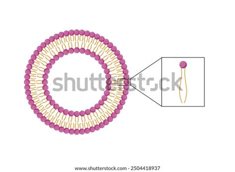 Liposome Structure Phospholipids Drug Encapsulation Vector Stock Vector
