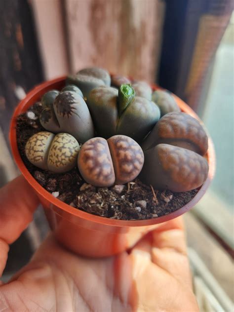 Lithop Advice Please R Plantclinic