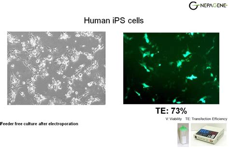 Transfection Into Ips Cells Es Cells Other Stem Cells By