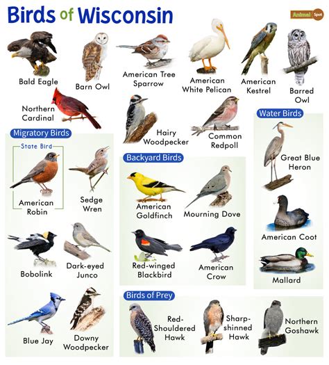 The Most Common Backyard Birds In Wisconsin Nature Blog Network