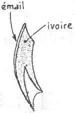 Dentition Chez Les Mammiferes Fossiles Et Actuels