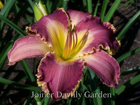 Daylily Hemerocallis Lull In The Storm In The Daylilies Database