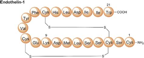 Primary Sequence Of Endothelin 1 Download Scientific Diagram