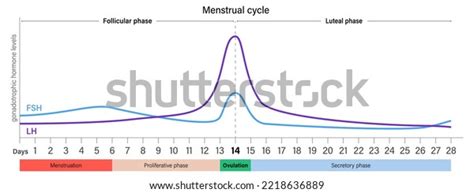 Menstrual Cycle Level Graph Gonadotrophic Hormone Stock Vector Royalty Free 2218636889