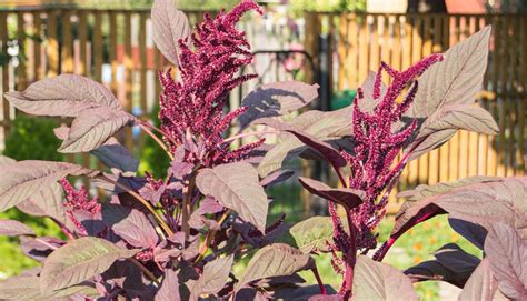 12 Popular Amaranthus Varieties 12 Popular Amaranthus Varieties