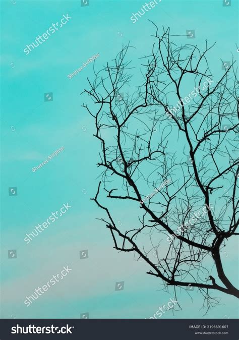 Cartera De Fotos E Imágenes De Stock De Shuttersurprise Shutterstock