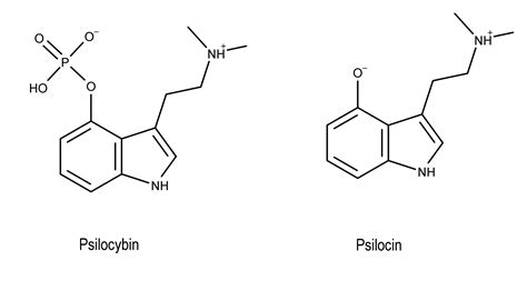 Psilocin Is The Active Component In Magic Mushrooms Psychedelic Science Review Psilocin Is The Active Component In Magic Mushrooms Psychedelic Science Review