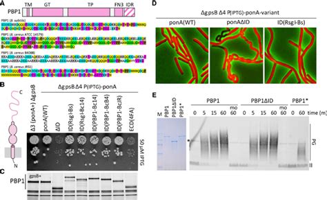 The Idr On Pbp1 Is Important For Function A Schematic Diagram Of B Download Scientific