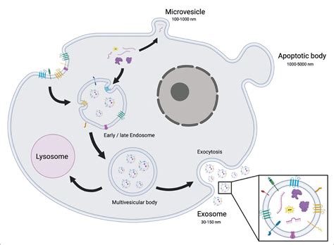 Exosomes Everything You Always Wanted To Know And Questions To Ask