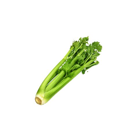 셀러리 800g 1단 파라도