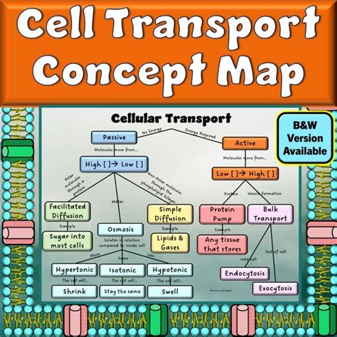 Cellular Transport Concept Map Passive And Active Transport Graphic