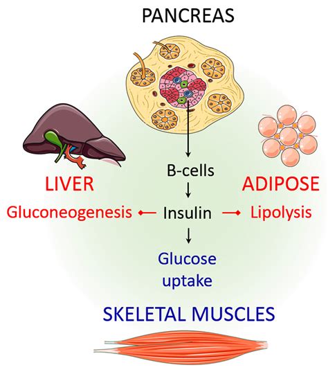 Ijms Free Full Text Role Of Insulin In Health And Disease An Update