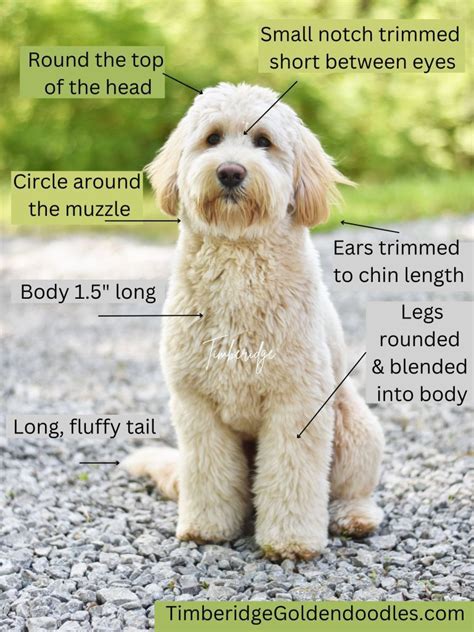Goldendoodle Grooming Archives Timberidge Goldendoodles Grooming A