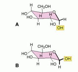 Anomer Epimer What Are These Things What Is The Difference Biochemistry By Ness