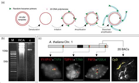 Rolling Circle Amplification Rca Products As Dna Probes For Download Scientific Diagram