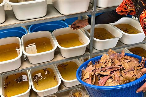 เลิฟเบตต้าฟิช 📌 ใบอะไรไม่สำคัญเท่า ใบหูกวางแห้ง ที่ใช้ถูกวิธี ประโยชน์ของใบหูกวางแห้ง