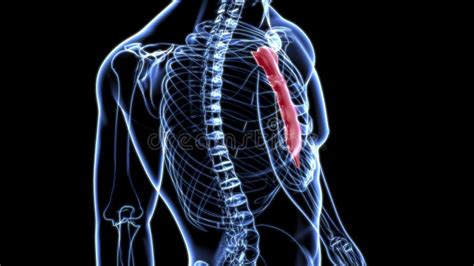 Human Skeleton Sternum Bone Anatomy For Medical Concept Stock Illustration Illustration Of