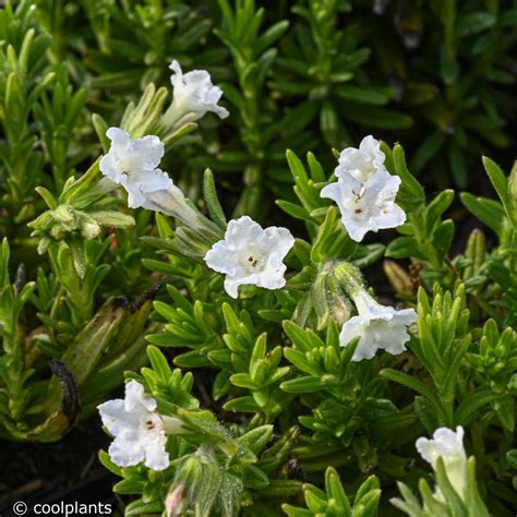 Lithodora Diffusa Alba Buy Plants At Coolplants