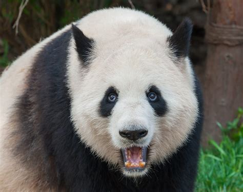 Top 10 Fascinating Facts About Pandas Listverse
