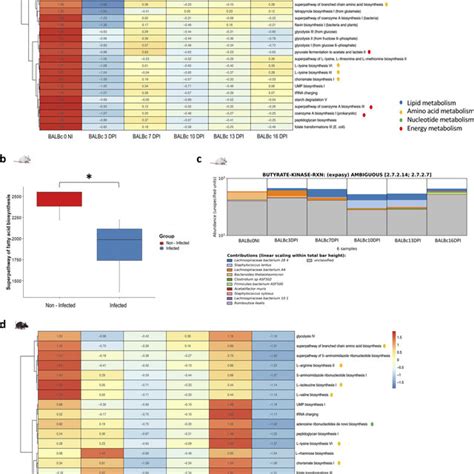 Functional Analysis From Metagenomic Data The Main Results Were Download Scientific Diagram