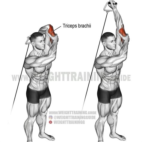 Triceps Brachii Exercises