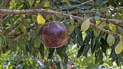 Calebassier Crescentia Cujete Dans Les Plaines Des Llano Flickr