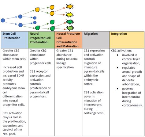 This Table Depicts The General Stages Of Developmental Neurogenesis At