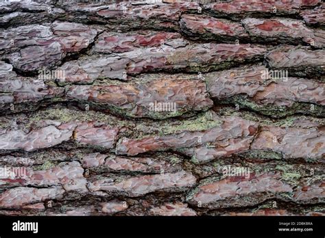 Pine Tree Bark Background Red Pinus Texture Closeup Ponderosa Wood Close Macro Old Cedar Skin