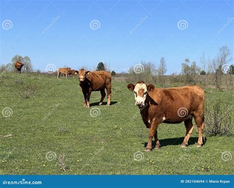 Lika Cattle Breed Of Lika Busa On Fertile Pastures At The Foot Of