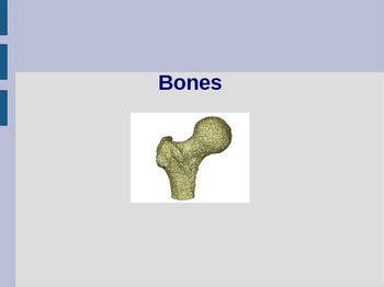 Skeletal System PowerPoint Bones By Science Spot TpT