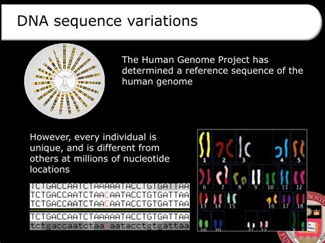 Ppt Bioinformatics For High Throughput Dna Sequencing Powerpoint