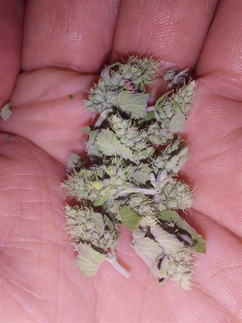 Catnip Flower R Mildlyinteresting