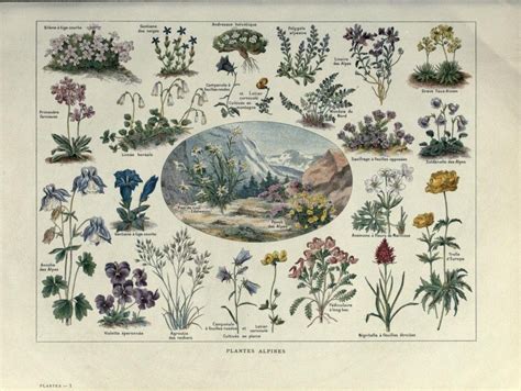 Heaveninawildflower Alpine Plants Plate Taken From ‘les Plantes By