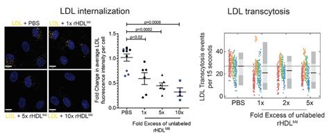 Inhibition Of Dii Ldl Internalization And Transcytosis Using Download Scientific Diagram