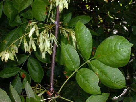 Native Plant Highlight Oregon Ash Backyard Habitats