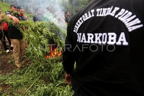 Pemusnahan Ladang Ganja Antara Foto