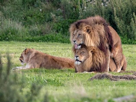 Captan a dos leones copulando mientras la hembra está sólita